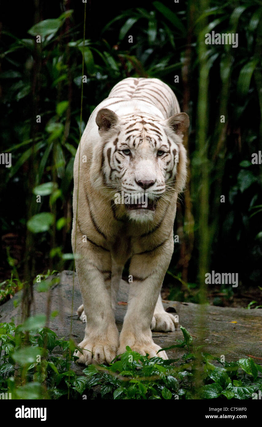 A white tiger walking, front view (Panthera Tigris) in Singapore Zoo ...