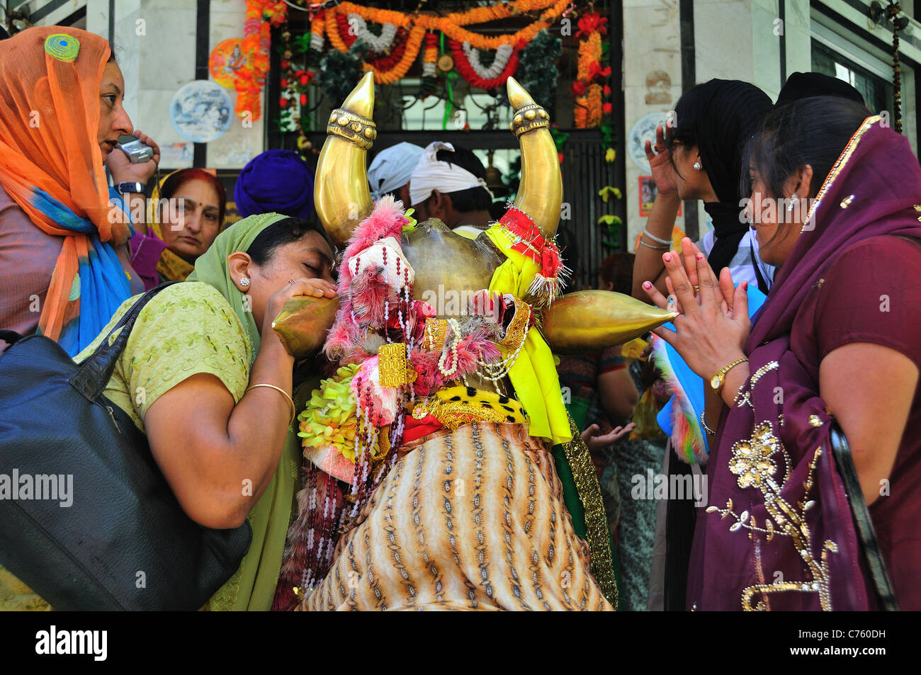Pilgrims whisper their wish to the ear of the holy cow´s at Gurudwara ...