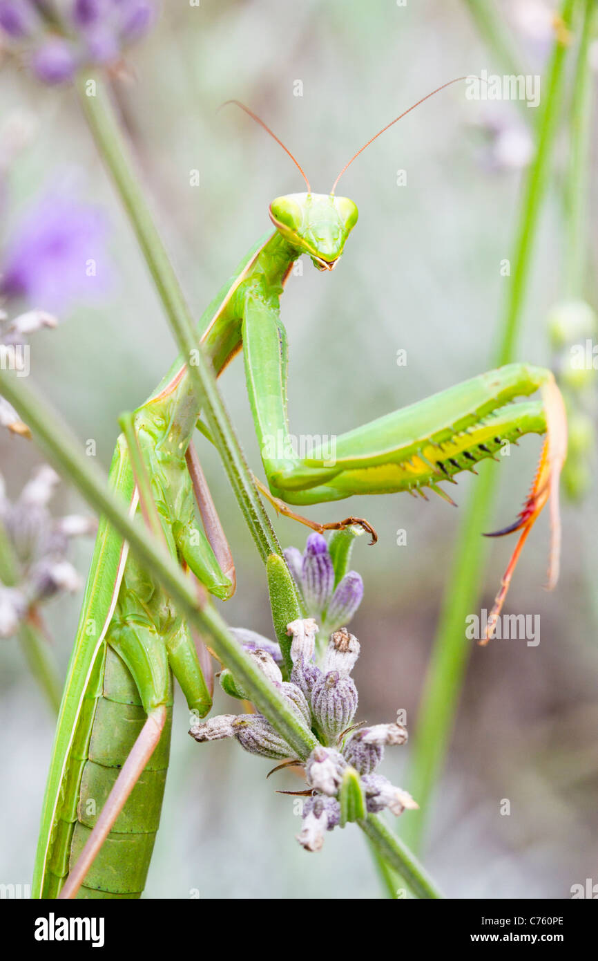 Mantis detail hi-res stock photography and images - Alamy