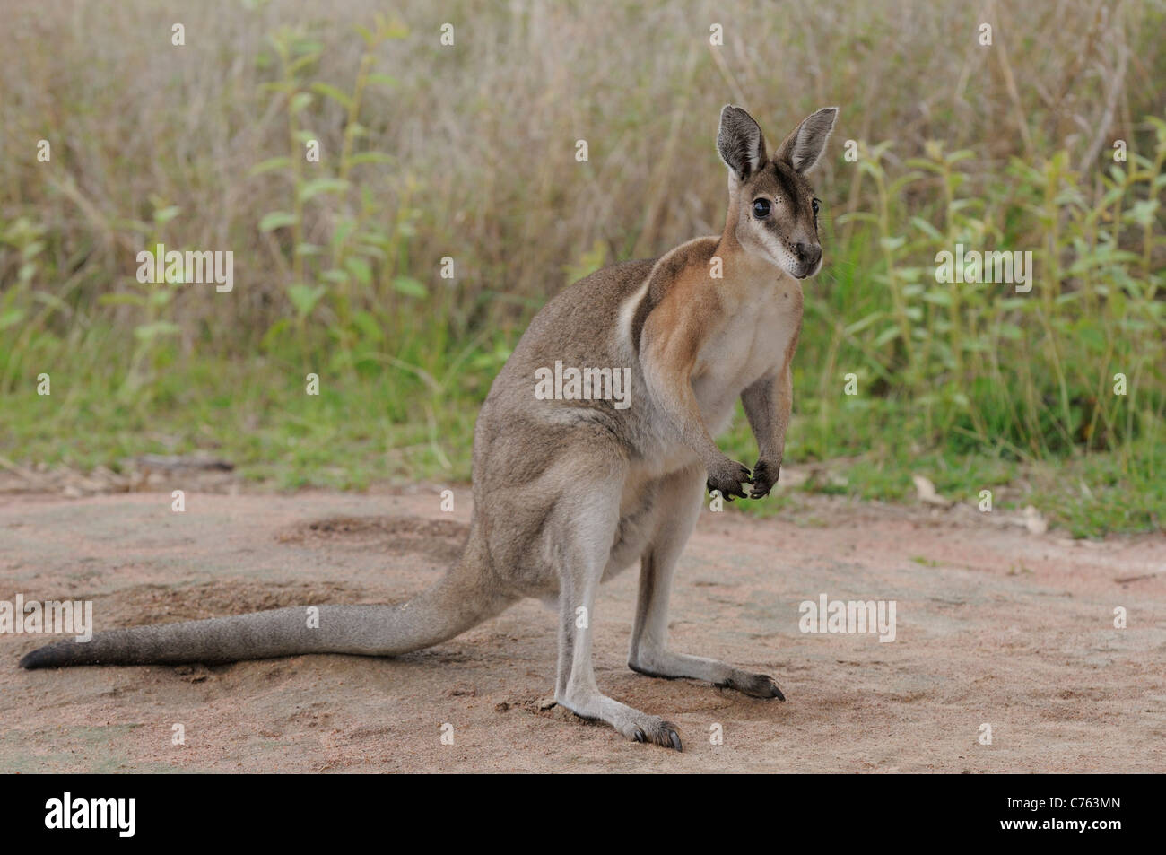 Bridled Nailtail Wallaby High Resolution Stock Photography and Images - Alamy