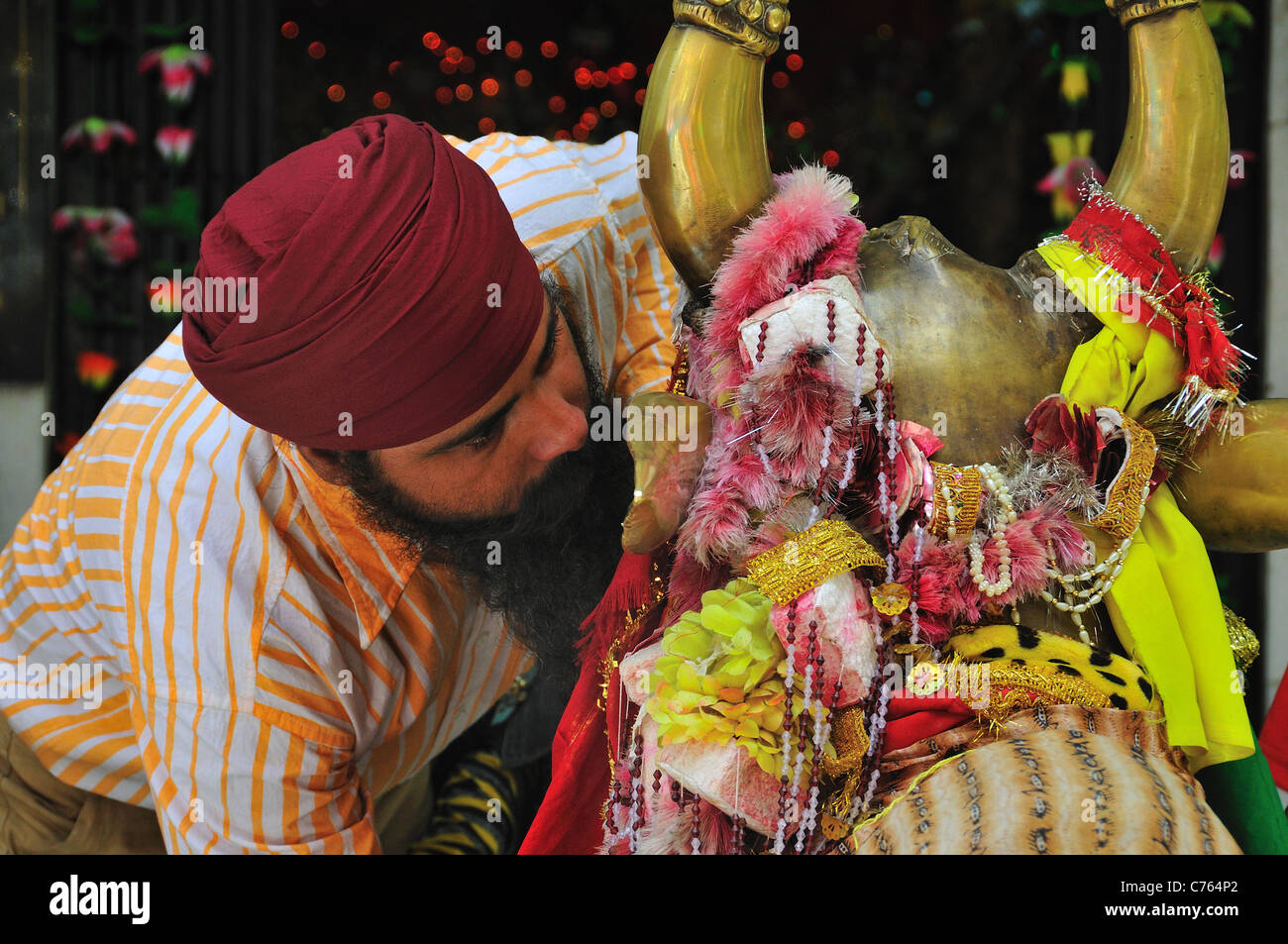 Pilgrim Sikh man whisper his wish to the ear of the holy cow´s at ...