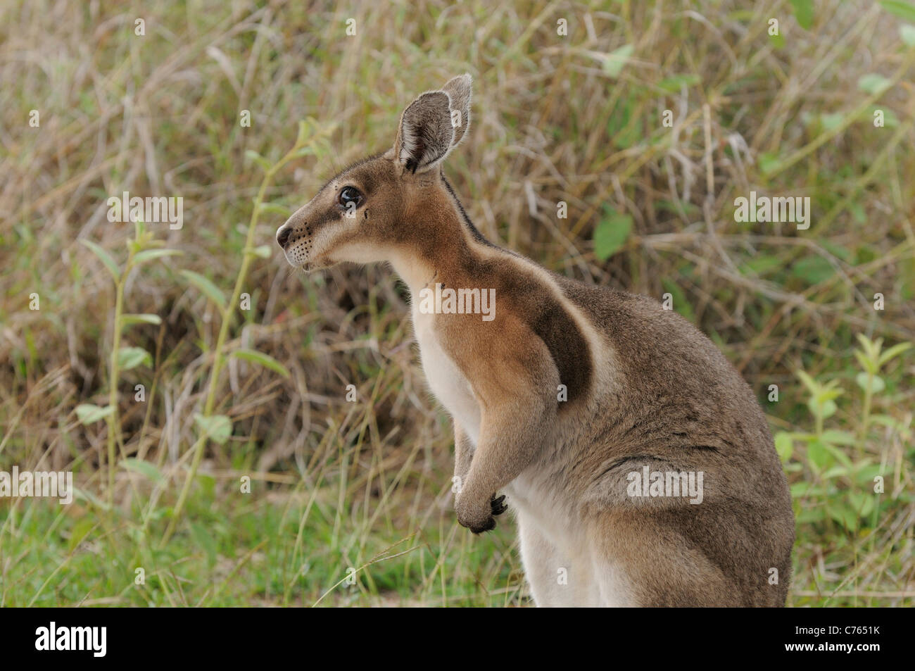 Bridled Nailtail Wallaby Onychogalea fraenata Endangered species Photographed in Queensland ...