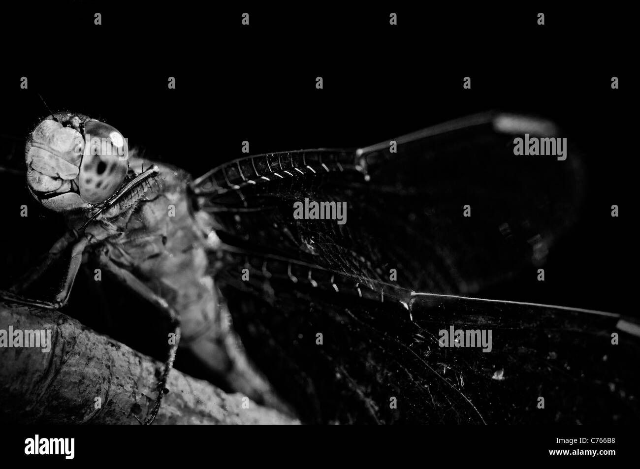 Dragonfly, black wings hi-res stock photography and images - Alamy