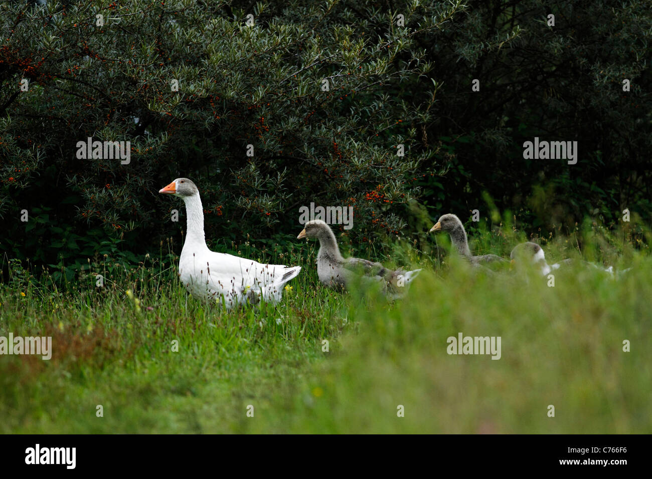 Pomeranian Geese (Anser anser), animal family, Munich, Upper Bavaria ...