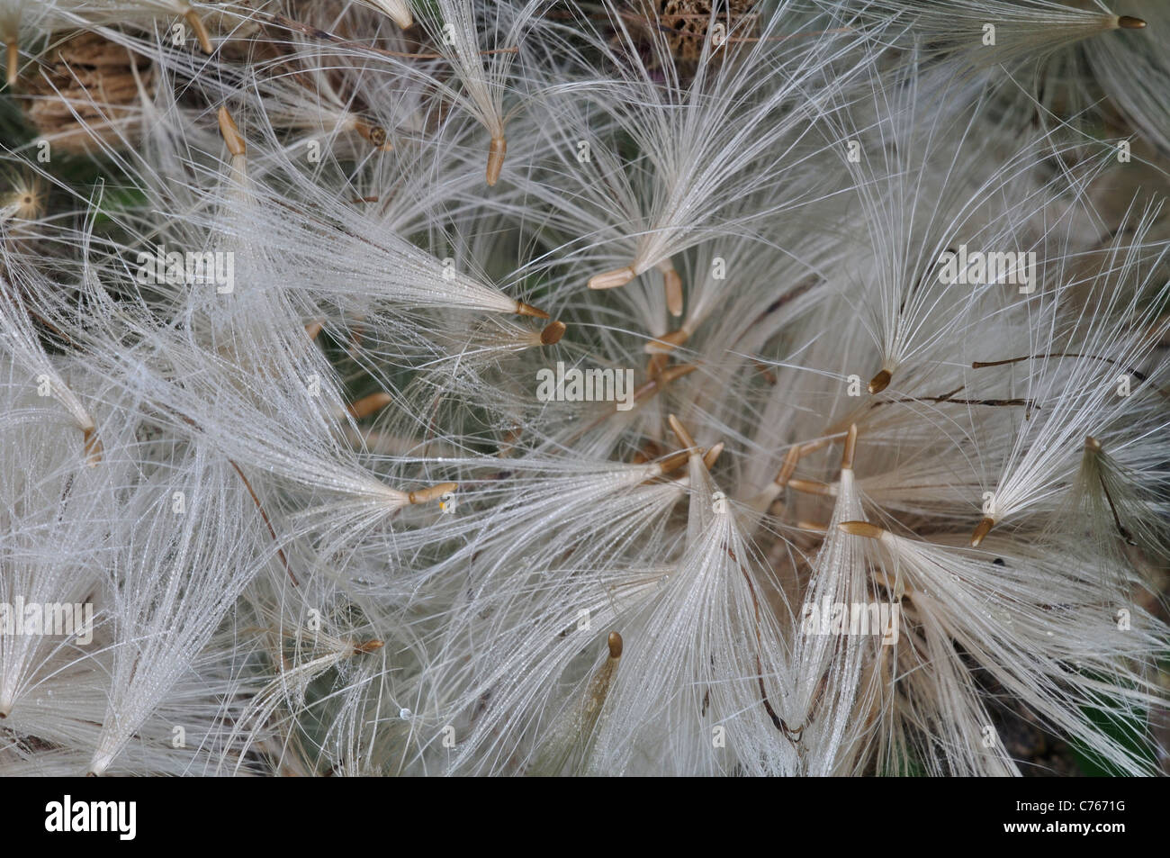 A close up of thistle seeds looking white and soft UK Stock Photo - Alamy