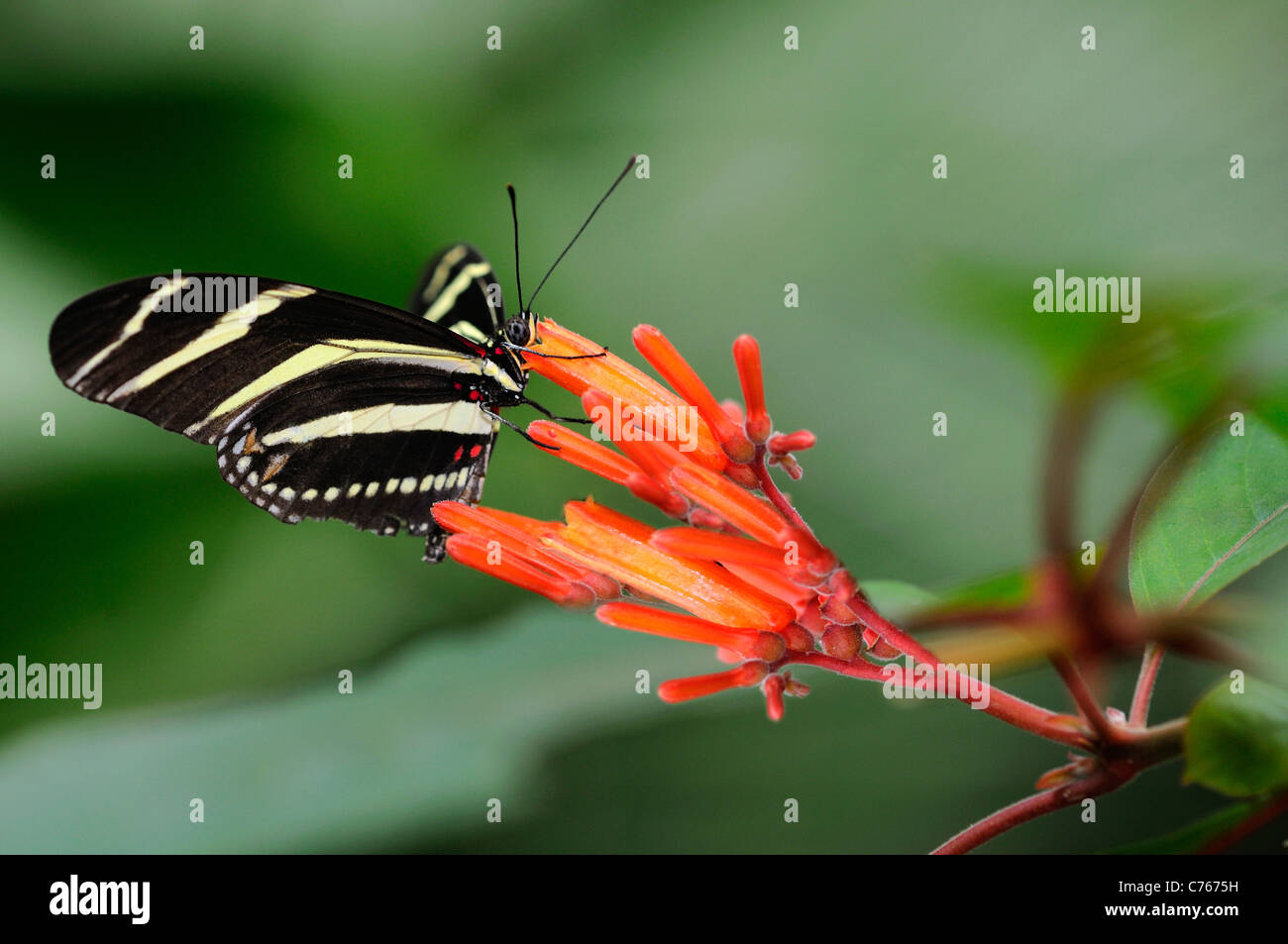Heliconius butterflies hi-res stock photography and images - Alamy