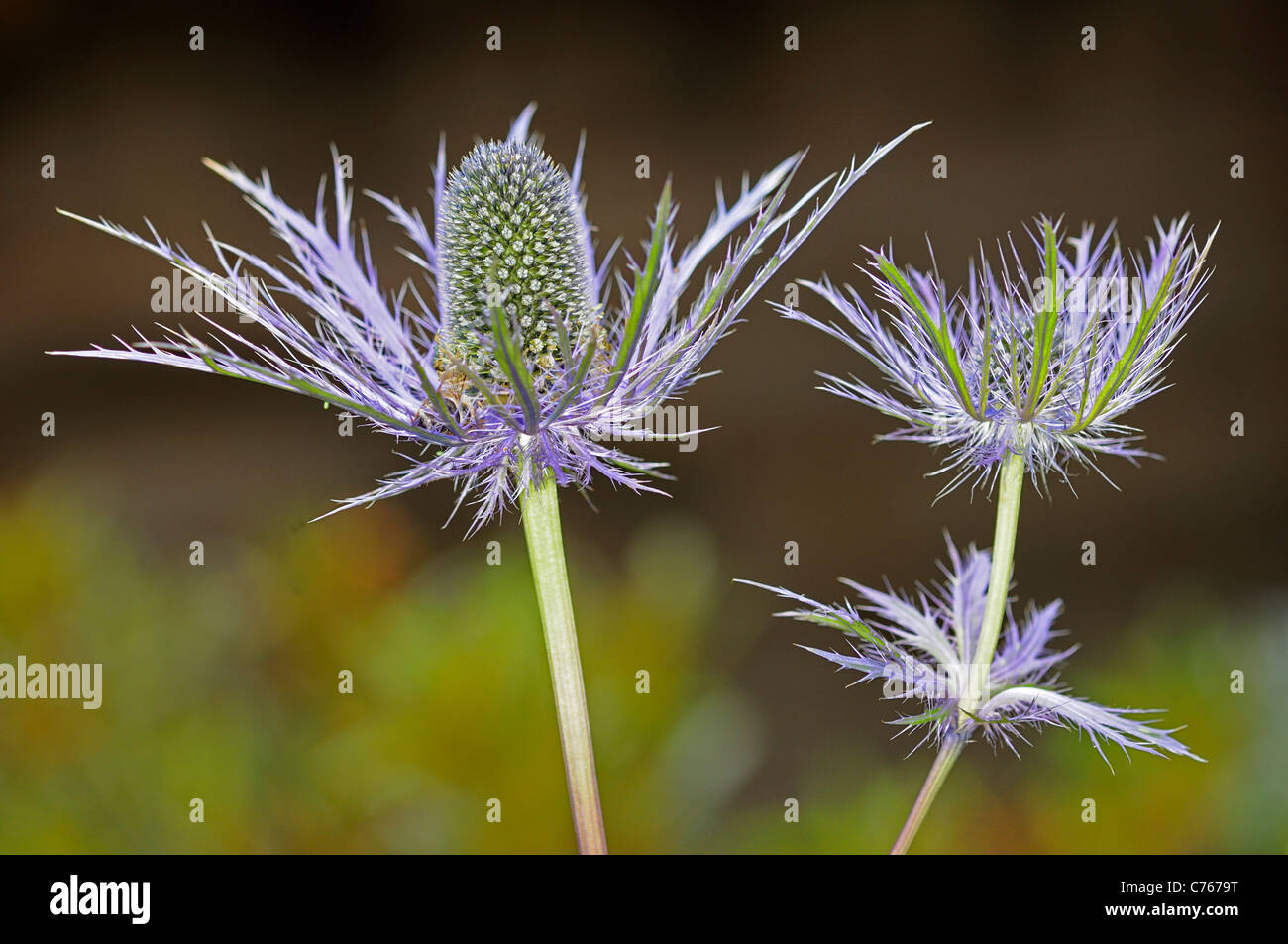 Blue sea holly hi-res stock photography and images - Alamy