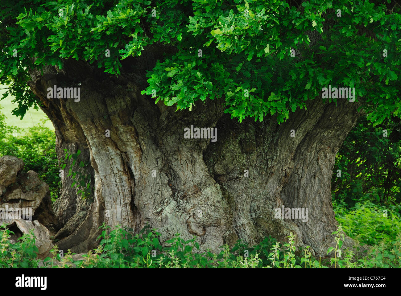 English trunk hi-res stock photography and images - Alamy