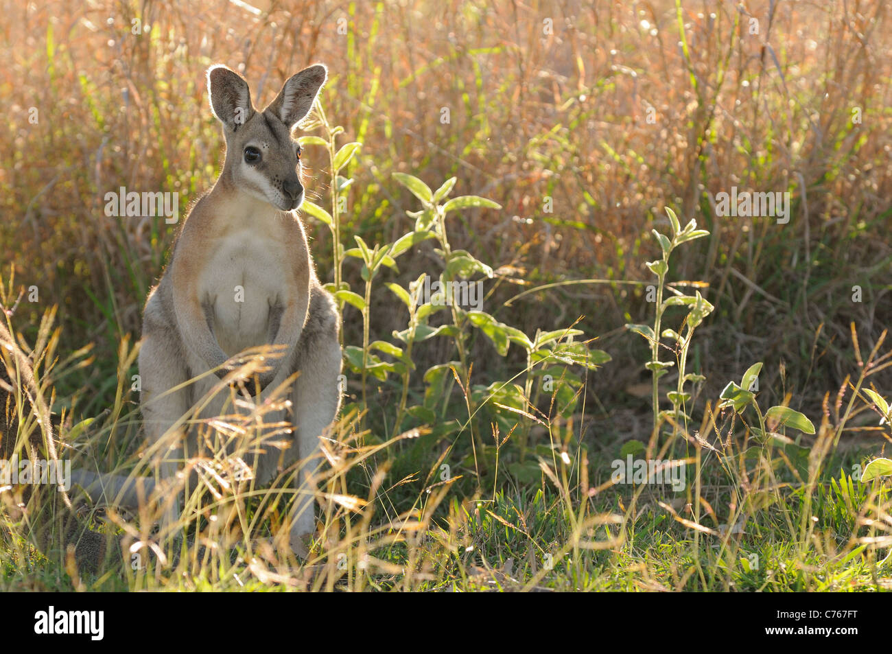 Bridled Nailtail Wallaby Onychogalea fraenata Endangered species Photographed in Queensland ...
