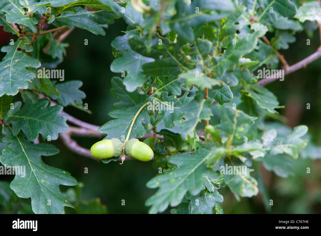 Penduculate Oak Quercus robur acorns, Kent, UK, autumn Stock Photo - Alamy