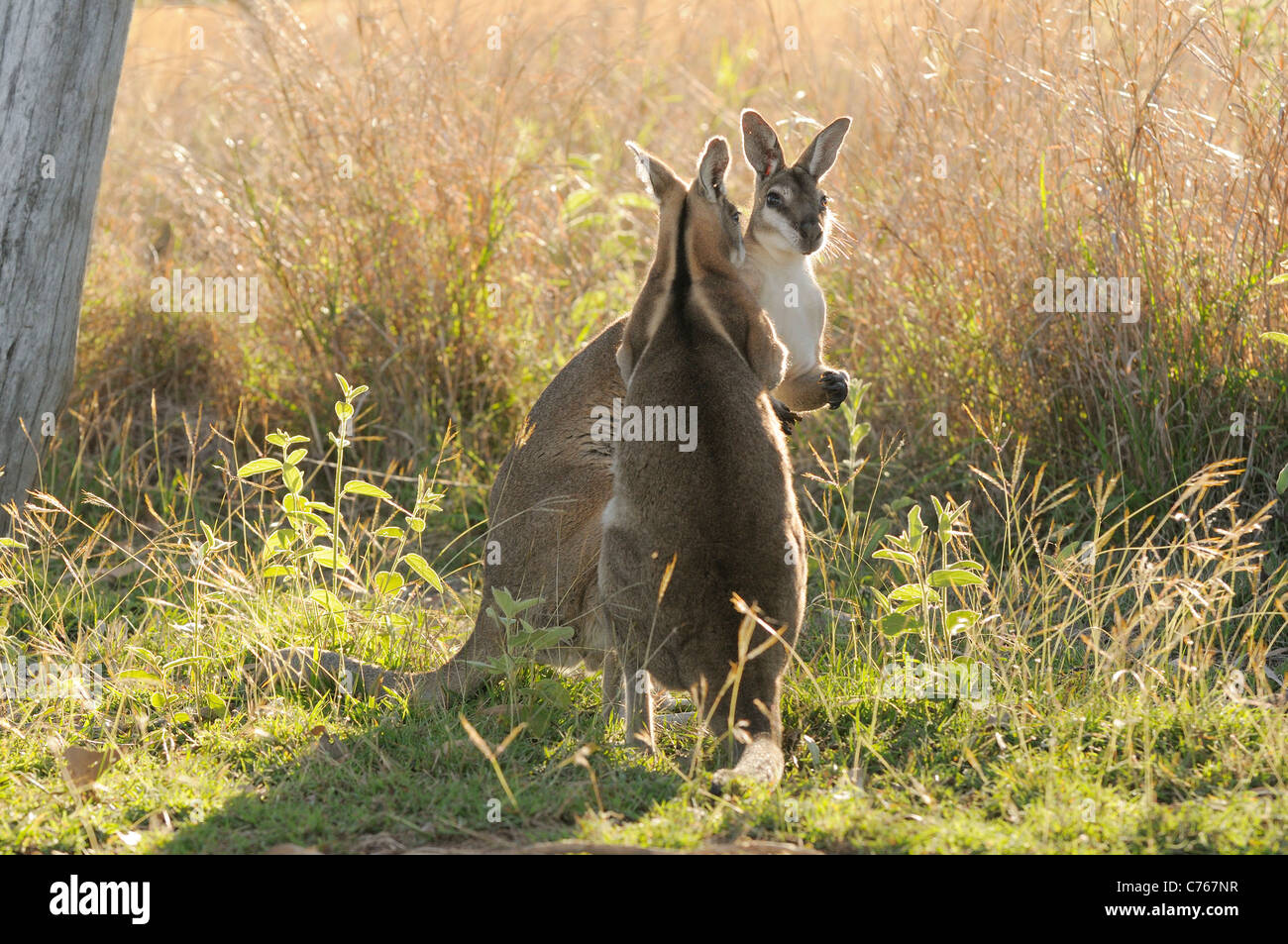 Boxing kangaroo hi-res stock photography and images - Alamy