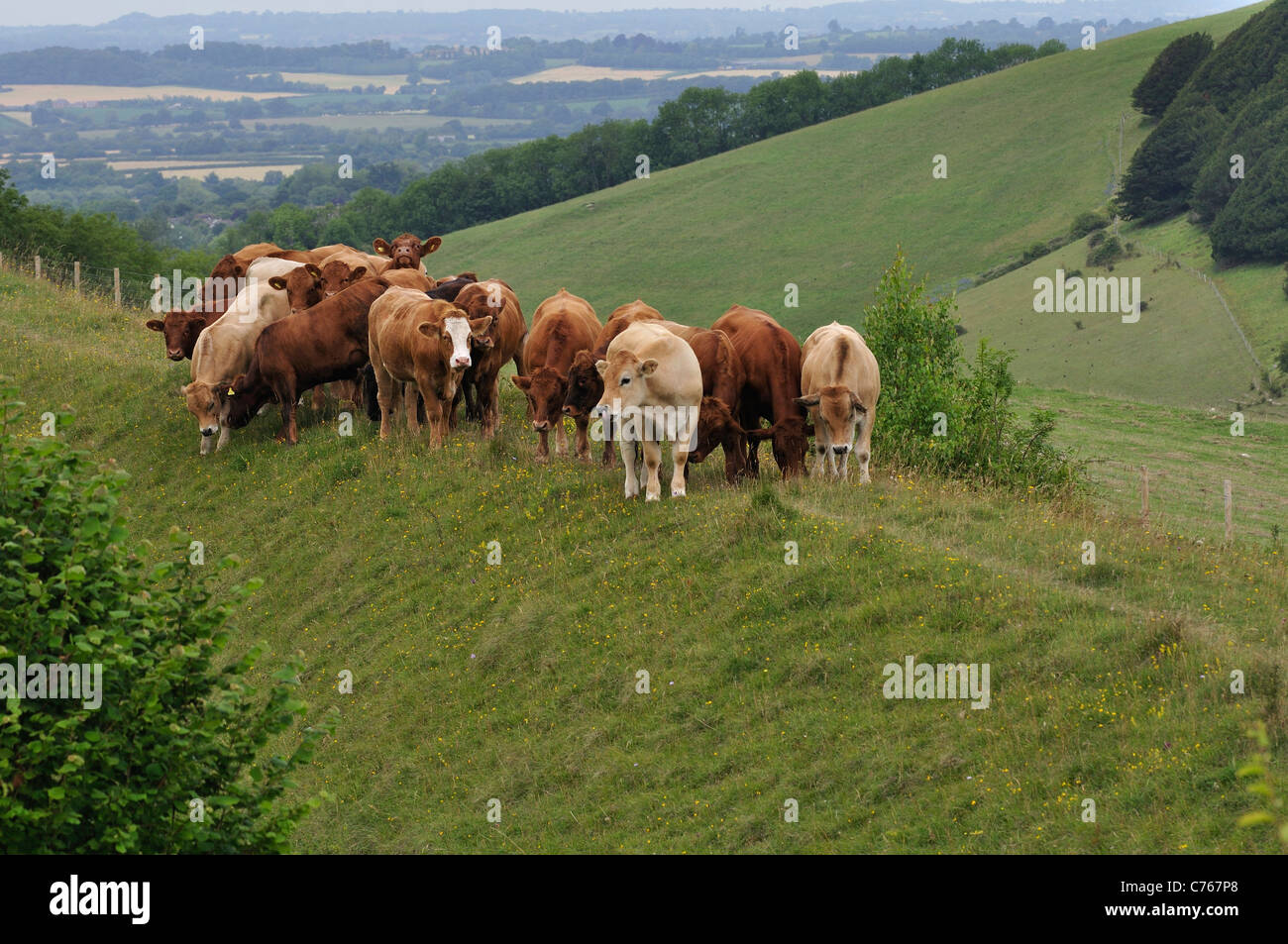 A herd of cows on the top of Hod Hill, an iron age hill fort, Dorset UK ...