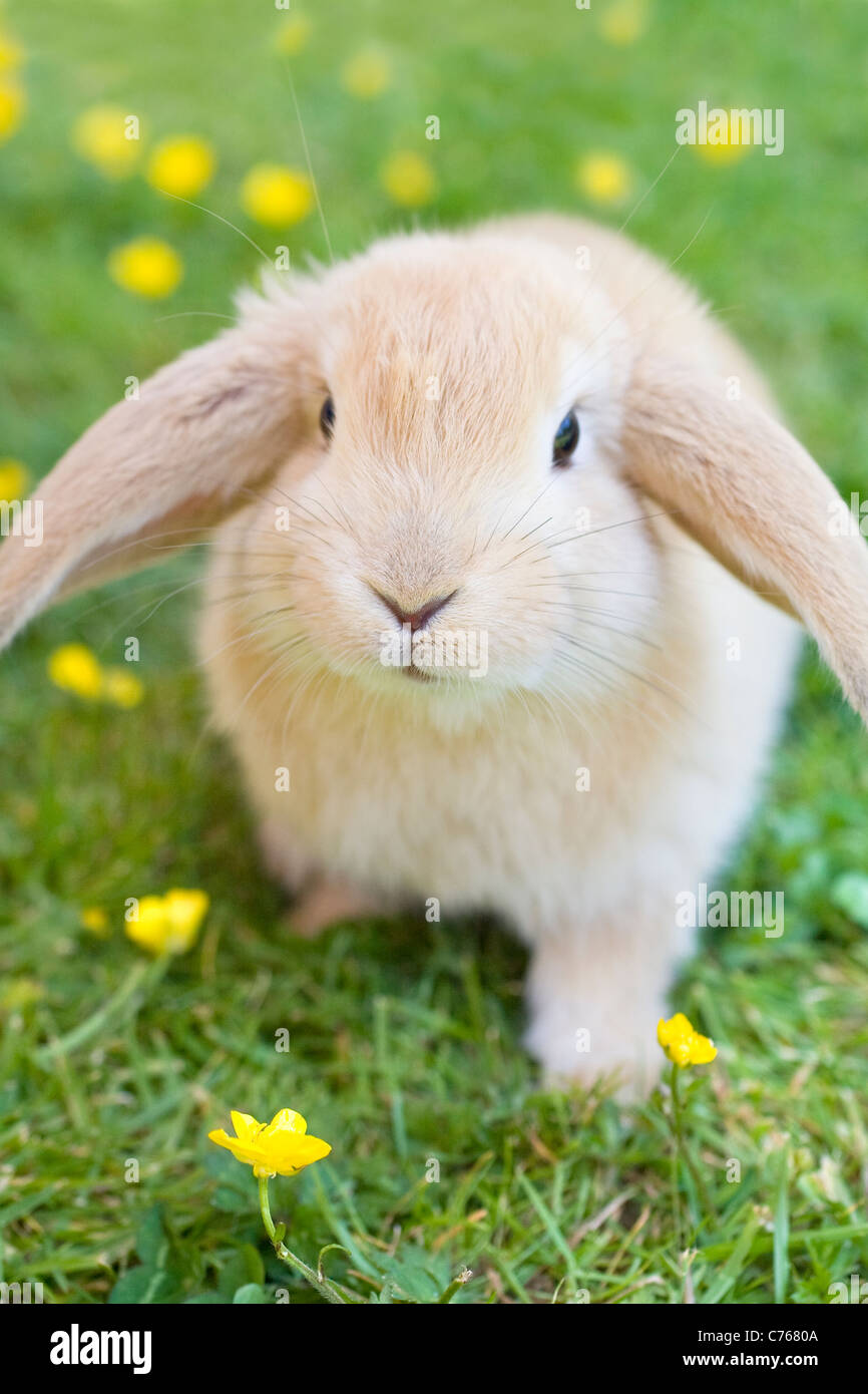 Lop eared rabbits garden hi-res stock photography and images - Alamy