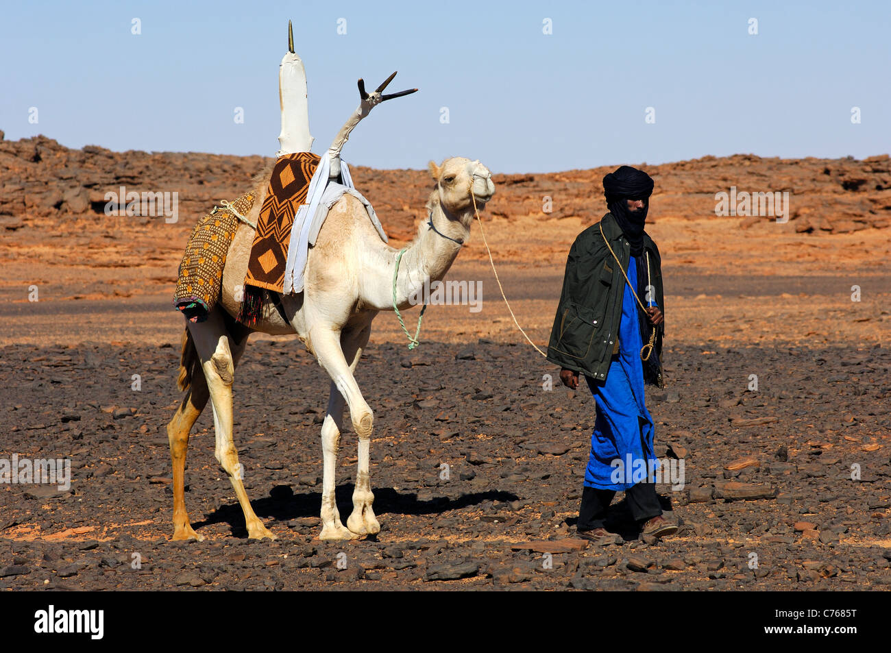 Tuareg nomad and his dromedary in the Sahara desert, Libya Stock Photo ...