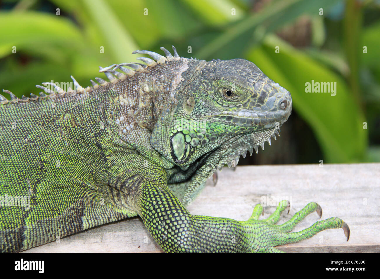 Green or Common Iguana (Iguana iguana) female, Iguana Project, San ...