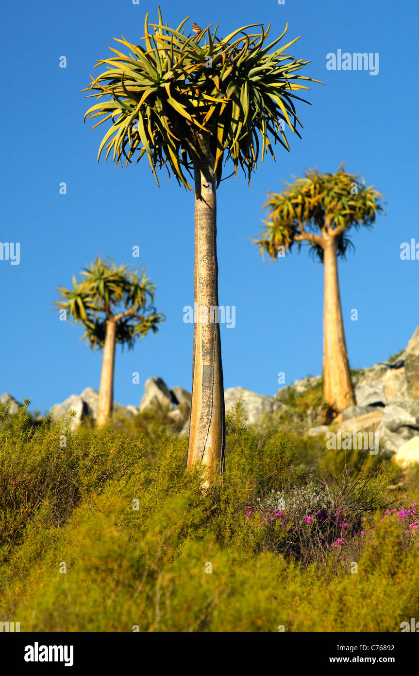 Giant Quiver Tree, Kokerboom, (Aloe pilansii), Namaqualand, South ...