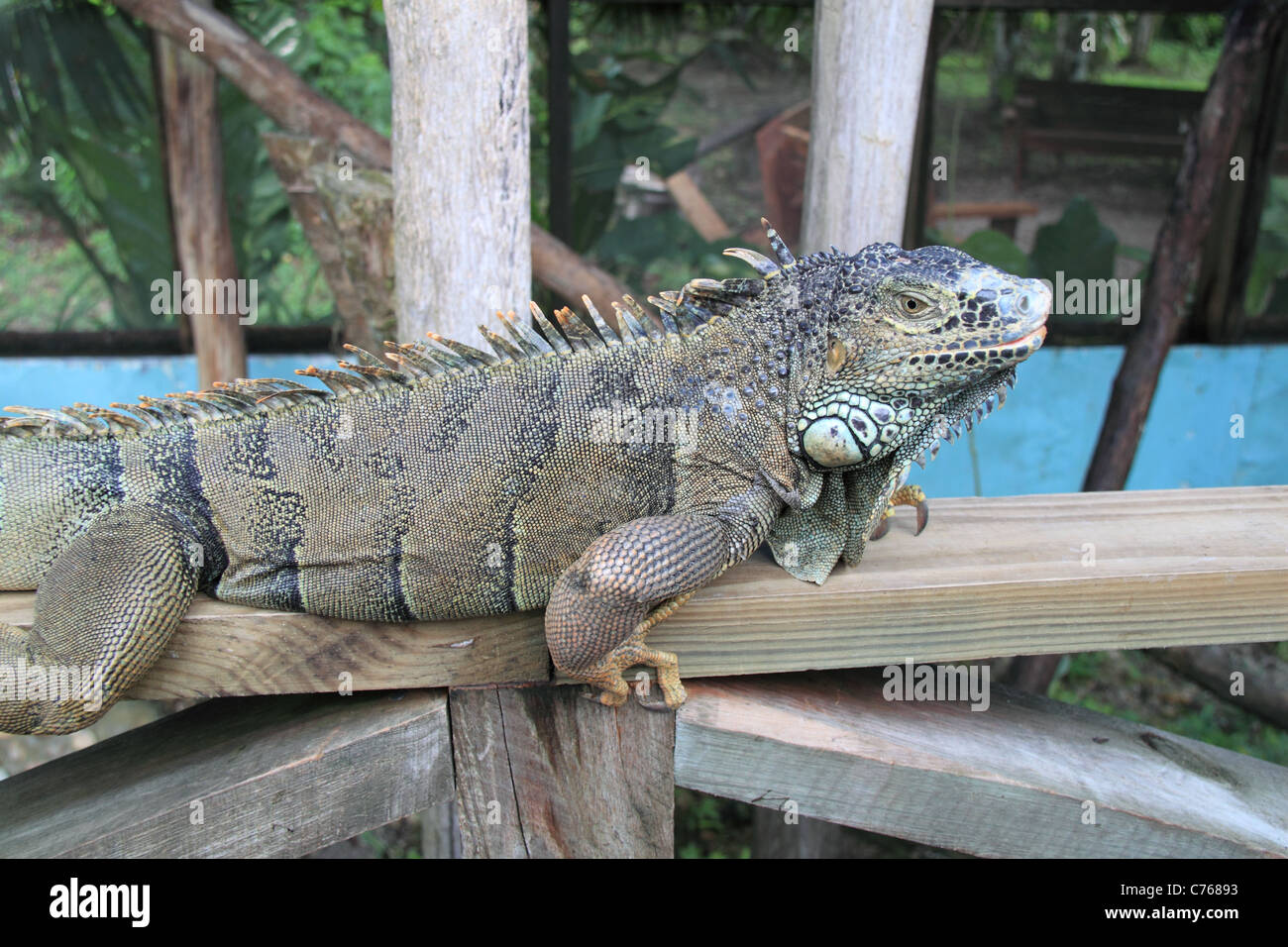 Green or Common Iguana (Iguana iguana) male, Iguana Project, San ...
