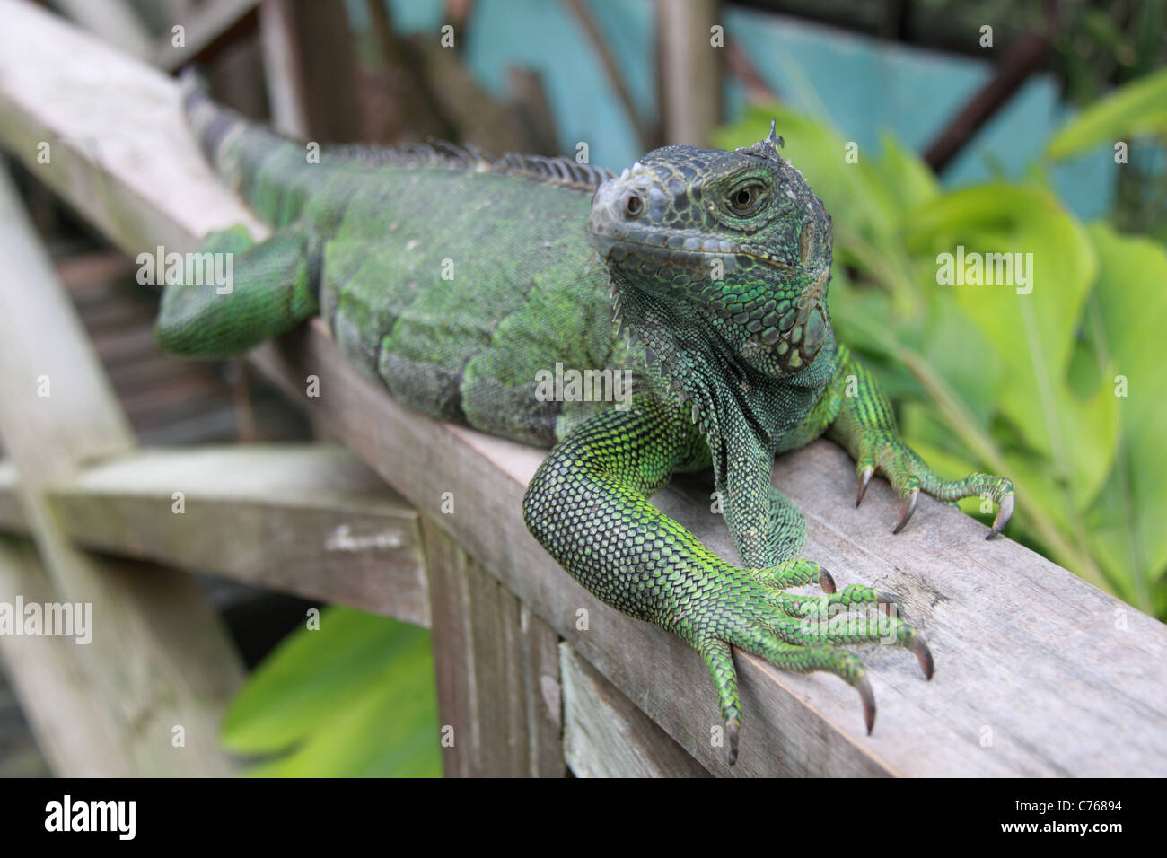 Female green iguana iguana iguana hi-res stock photography and images ...
