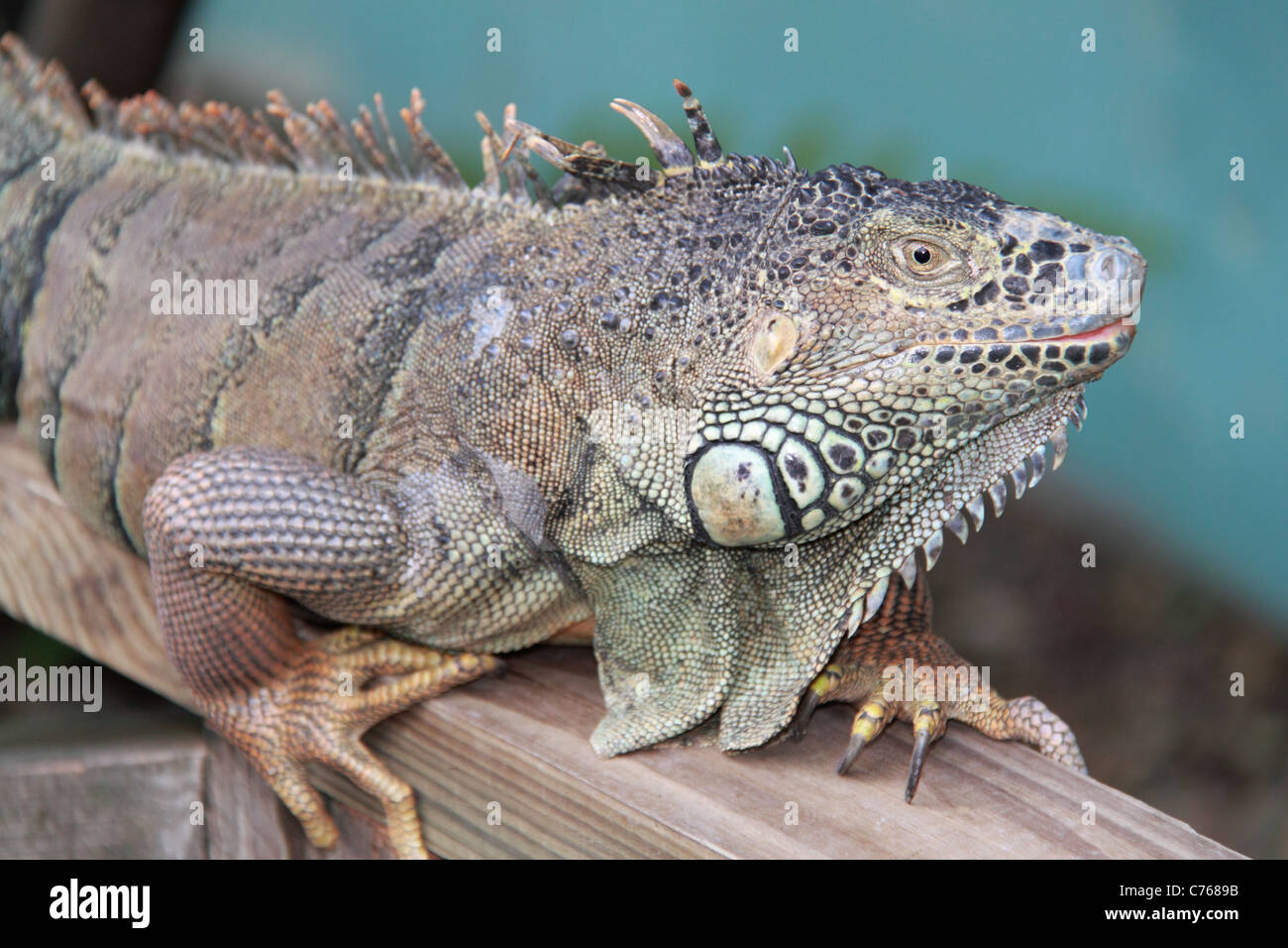 Green or Common Iguana (Iguana iguana) male, Iguana Project, San ...