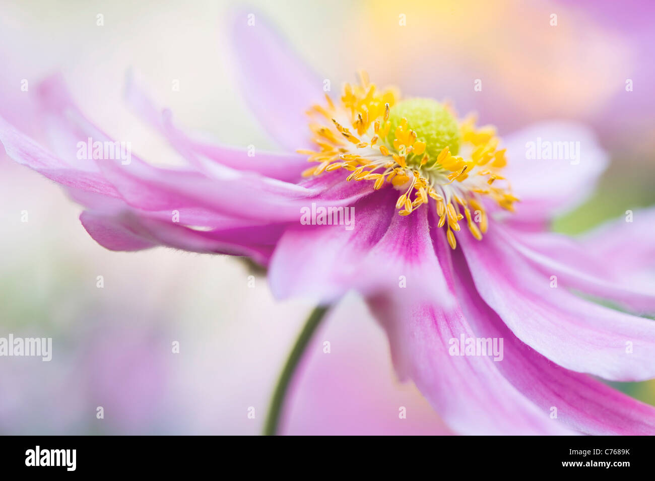 Japanese anemone 'Pretty Lady Emily', Anemone x hybrida 'Lady Emily ...