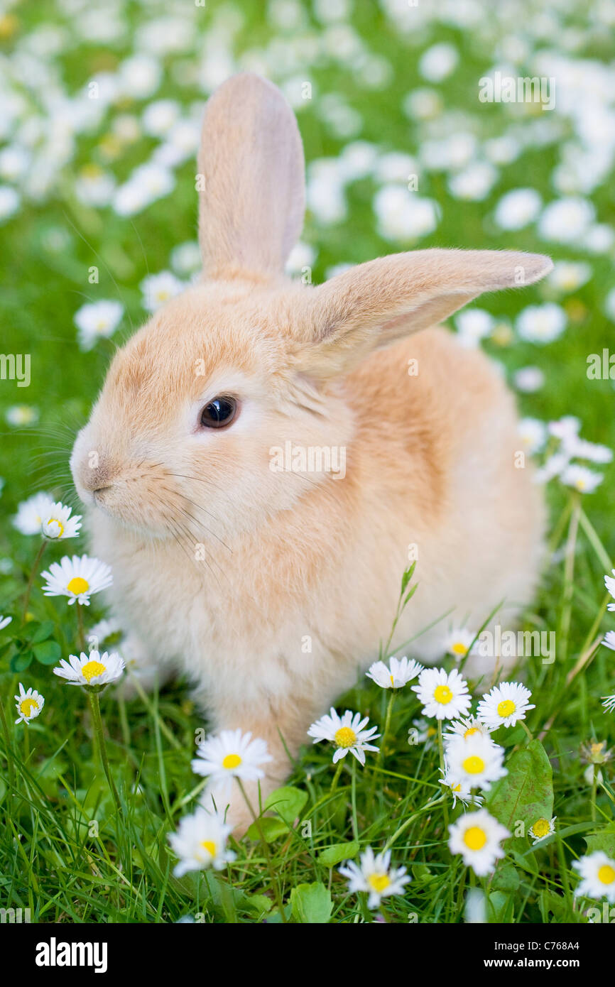 Young Lop Eared Rabbit on Lawn Surrounded by Wild Flowers Stock Photo ...