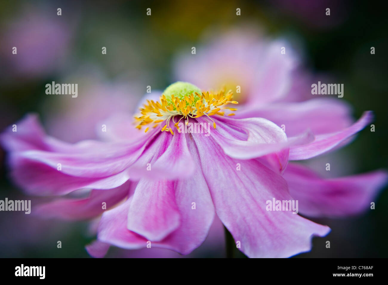 Japanese anemone 'Pretty Lady Emily', Anemone x hybrida 'Lady Emily ...