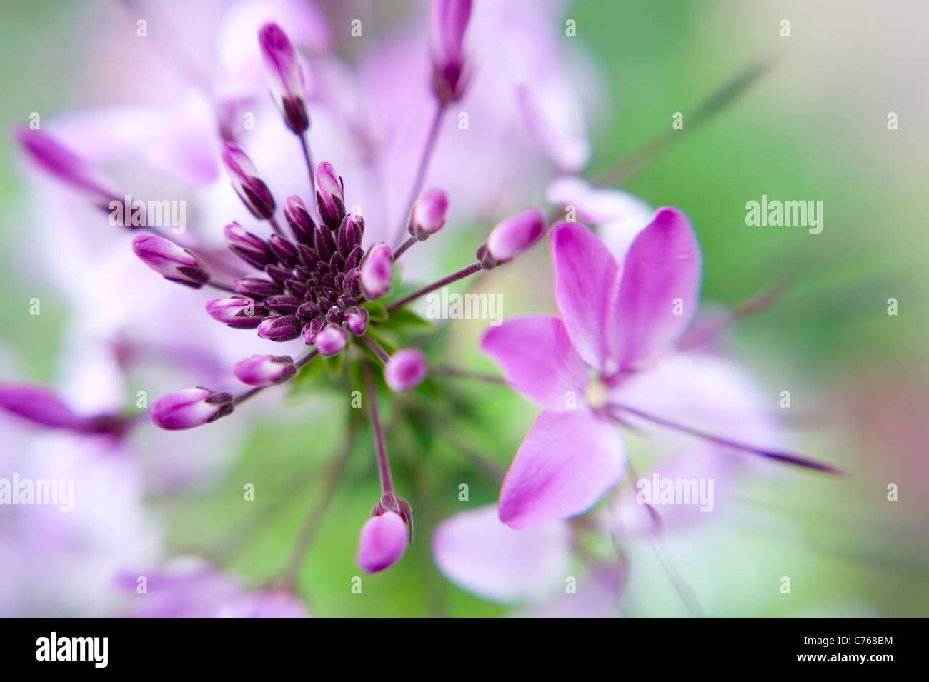 Close-up image of the beautiful summer flowering Cleome hassleriana ...