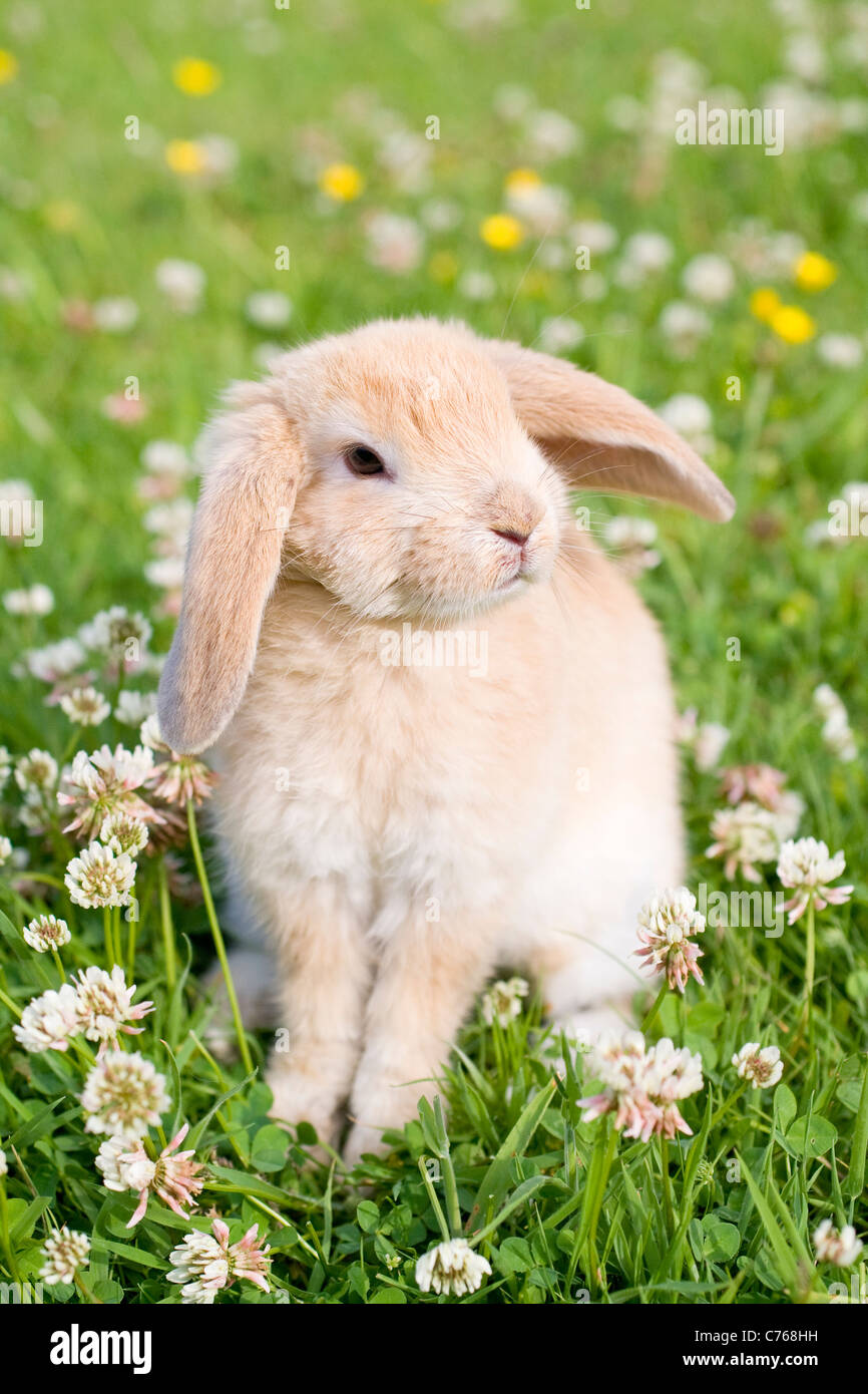 Lop eared rabbits garden hi-res stock photography and images - Alamy