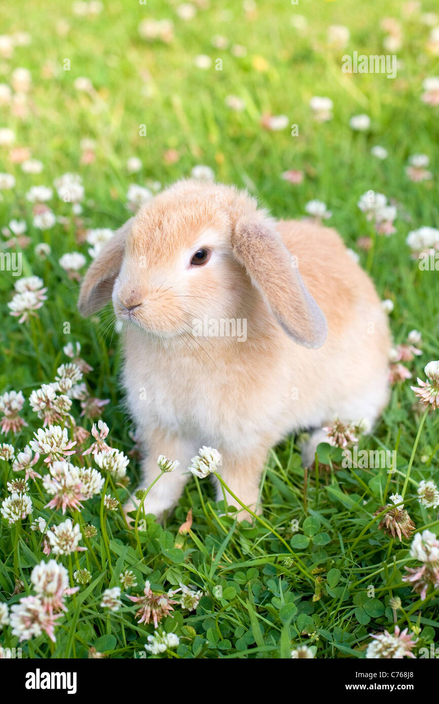 Lop eared rabbits garden hi-res stock photography and images - Alamy
