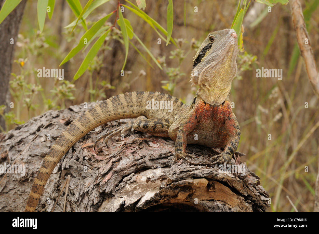 Australian eastern water dragon reptile hi-res stock photography and ...