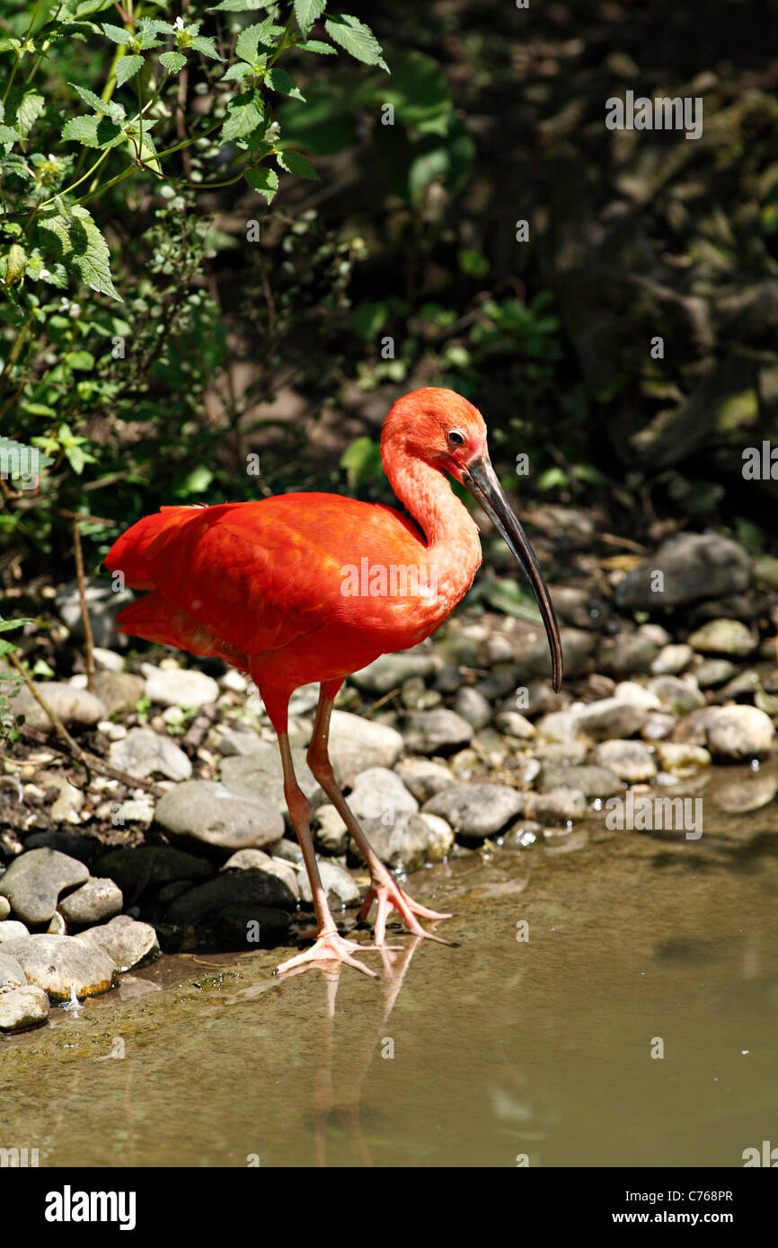 Scarlet Ibis ( Eudocimus ruber ) standing on the edge of a pond Stock ...