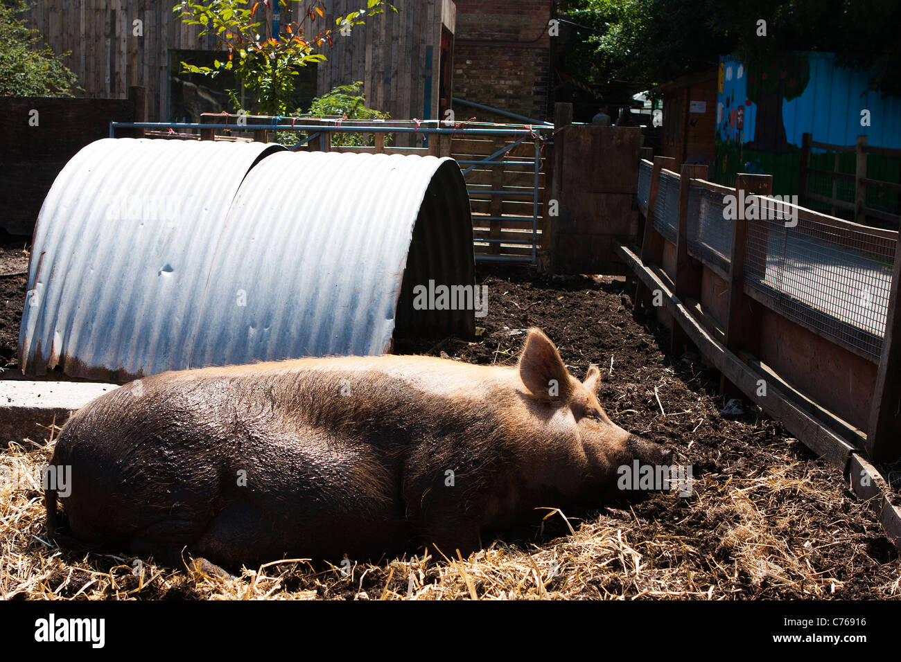 Pig hog sleeping pink hi-res stock photography and images - Alamy