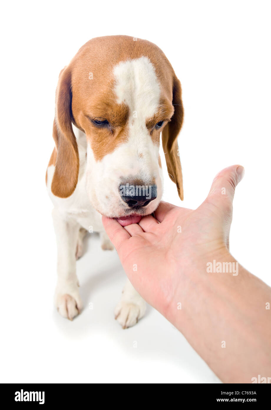 The dog eats from a hand, white background Stock Photo - Alamy