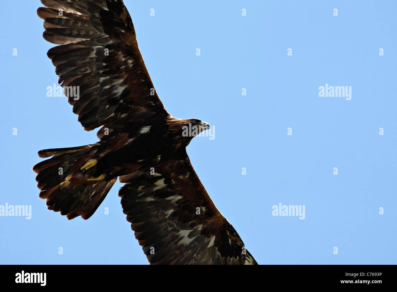 Golden eagle wings spread hi-res stock photography and images - Alamy
