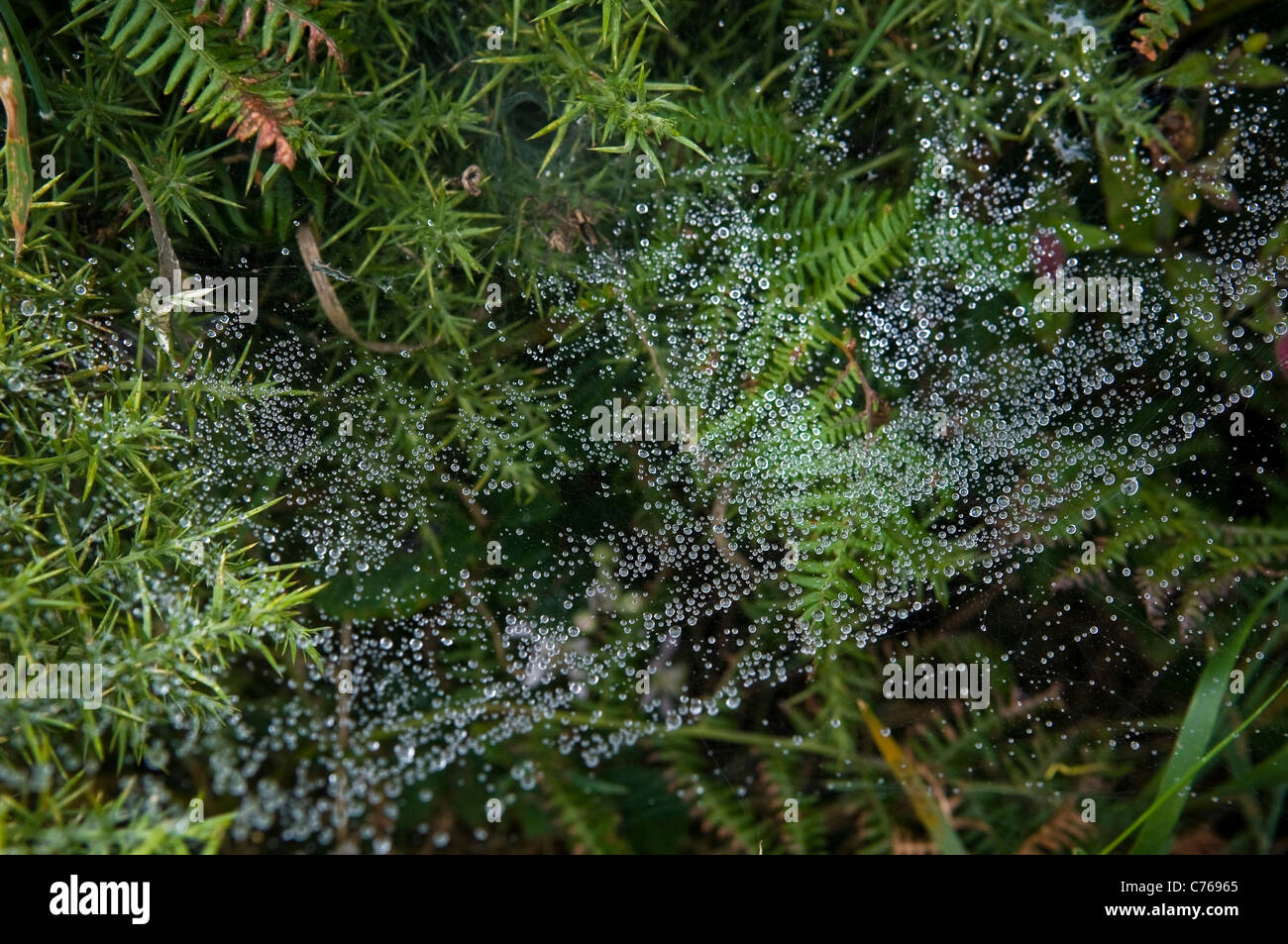 English spiders hi-res stock photography and images - Alamy