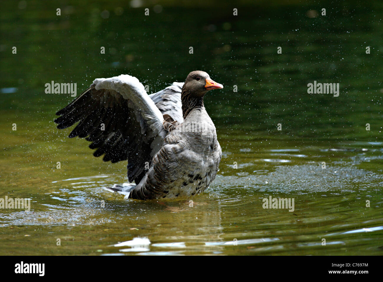Goose in water hi-res stock photography and images - Alamy