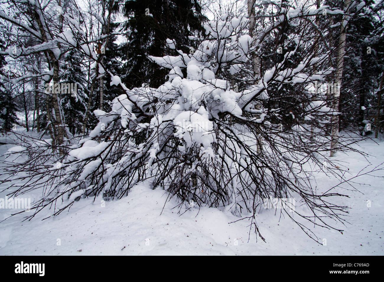 Conifer and birch hi-res stock photography and images - Alamy