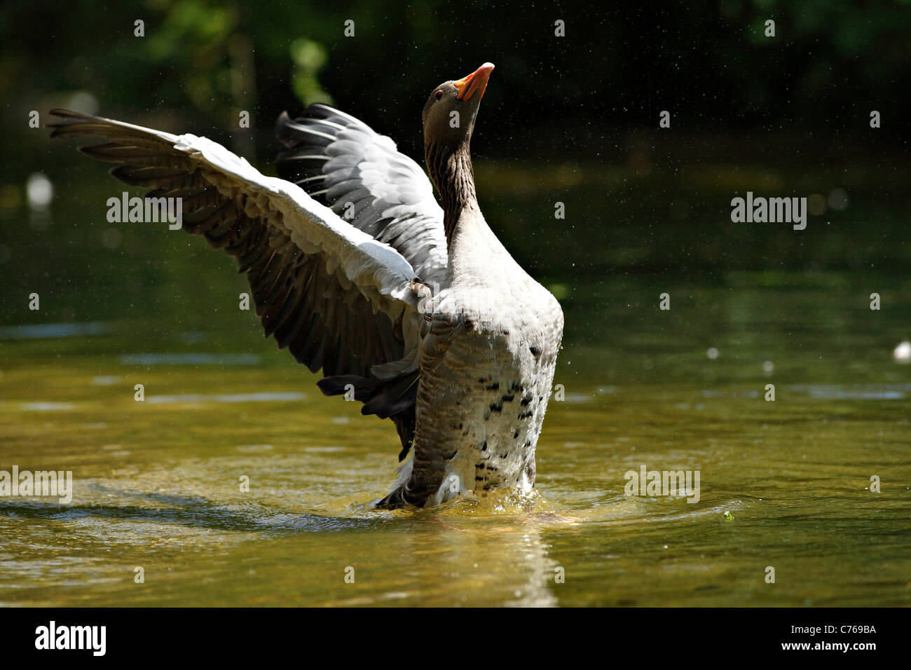 Goose in water hi-res stock photography and images - Alamy