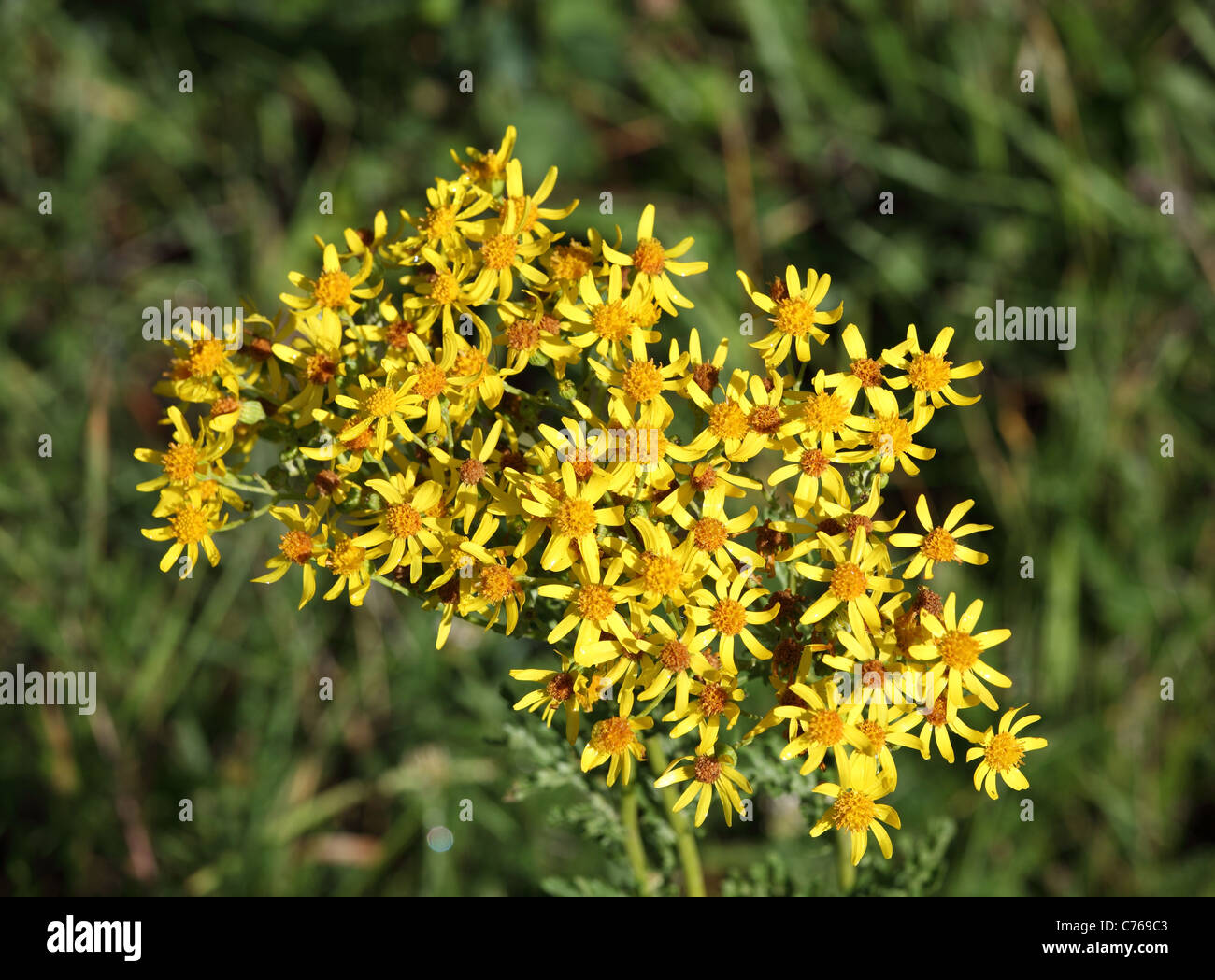 Common Ragwort flower head weed wild flower Stock Photo - Alamy