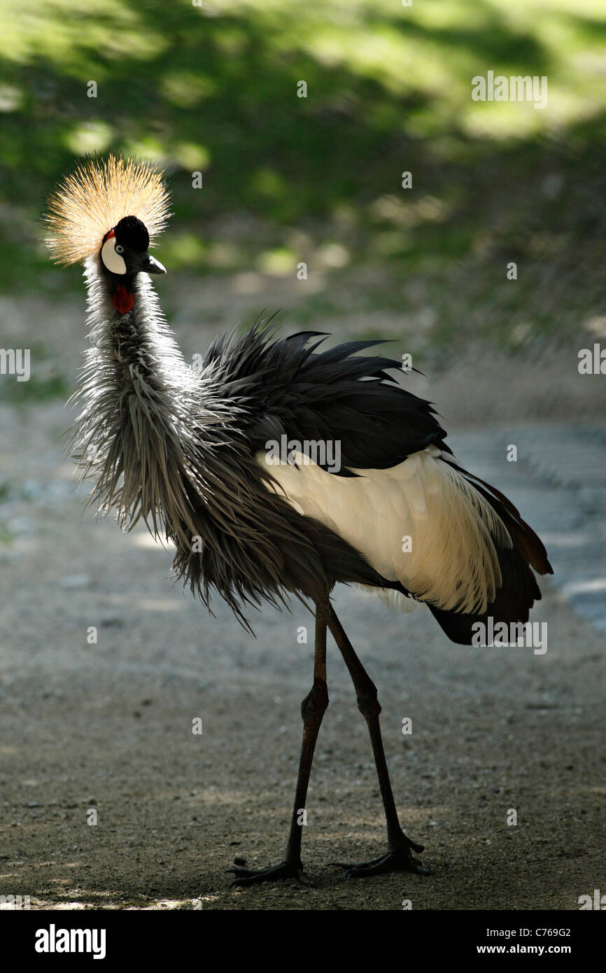 Golden crane hi-res stock photography and images - Alamy