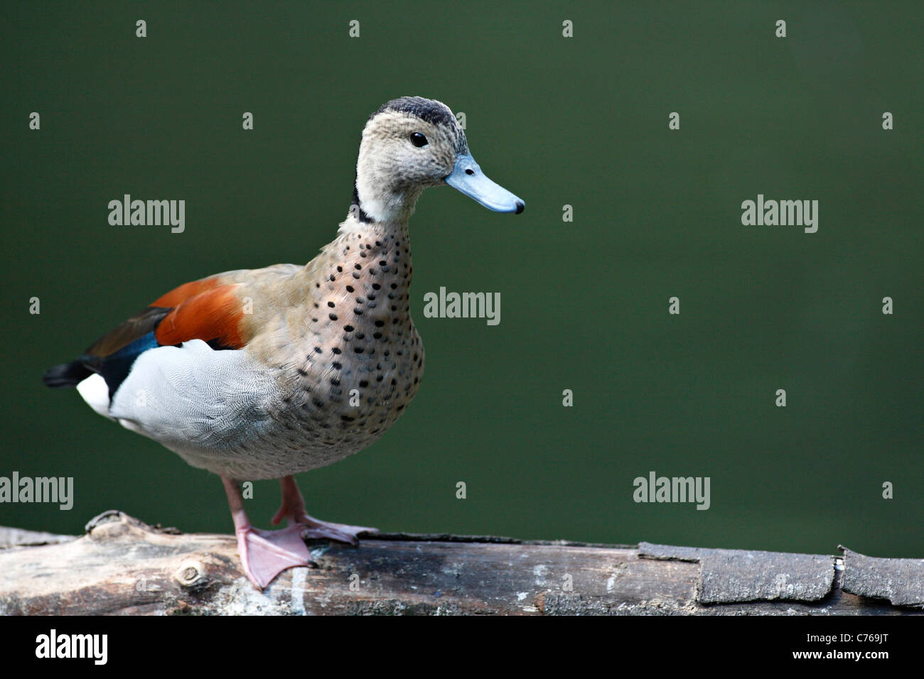 Male Ringed Teal ( Callonetta leucophrys ) duck Stock Photo - Alamy