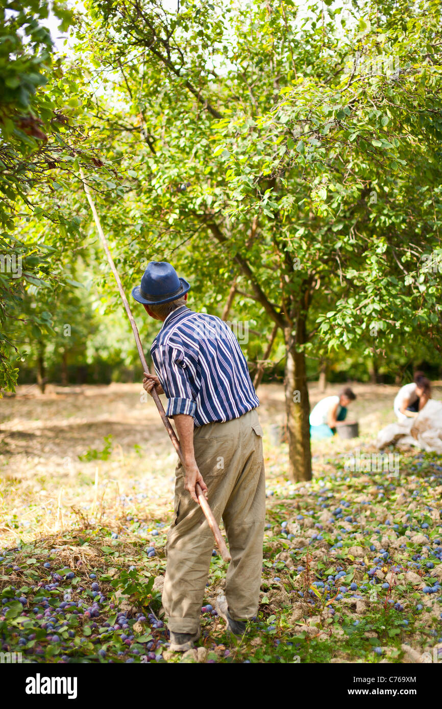 Beating the tree hi-res stock photography and images - Alamy