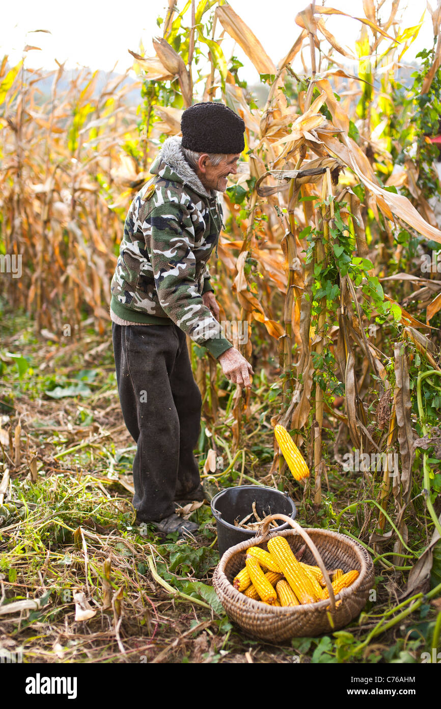 Old man in a corn field, harvesting, with a basket and a bucket Stock ...