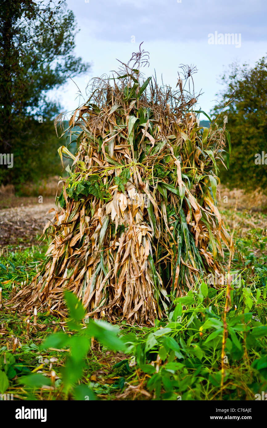 Rural landscape with a stack of corn stems Stock Photo - Alamy