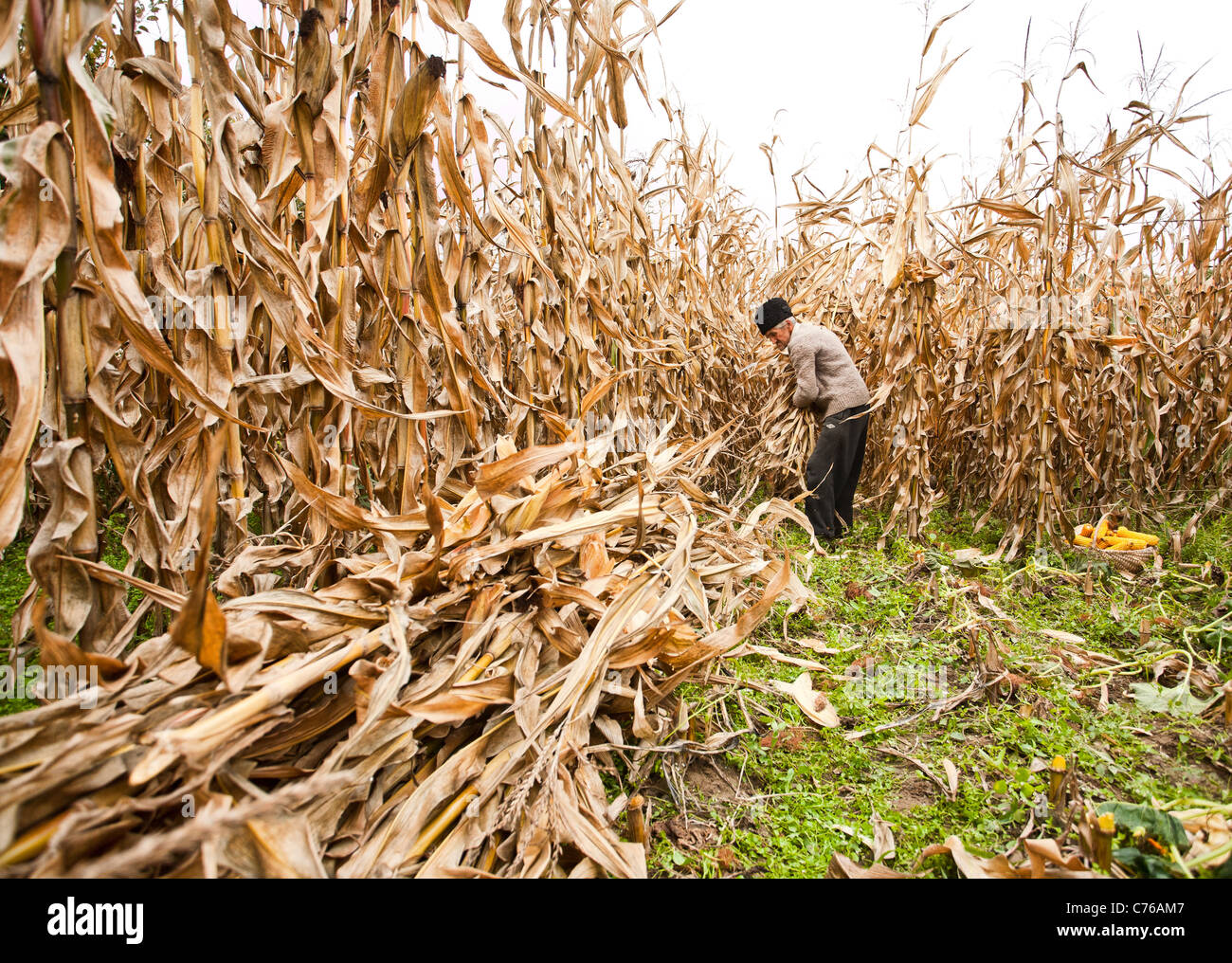 Sheafs of corn hi-res stock photography and images - Alamy