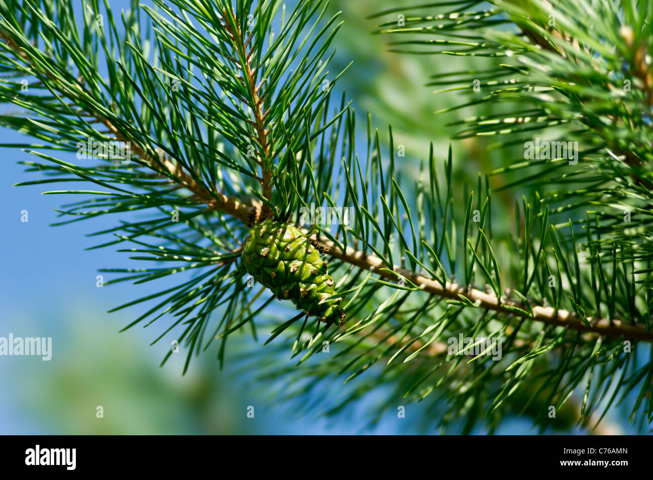 Closeup of a pine tree Stock Photo - Alamy