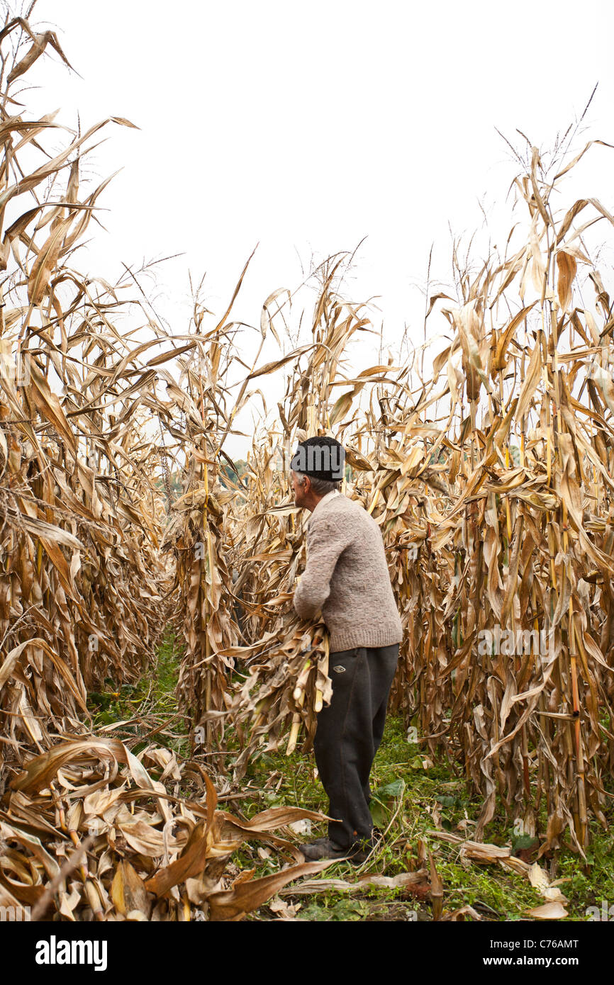 Sheaf of maize hi-res stock photography and images - Alamy