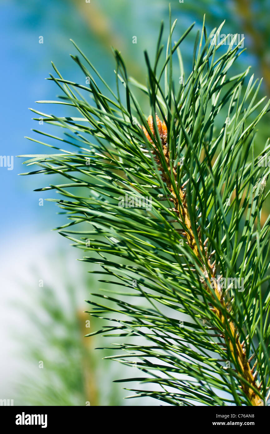 Closeup of a pine tree Stock Photo - Alamy