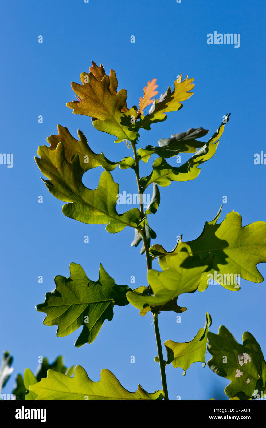 Oak sapling Stock Photo - Alamy