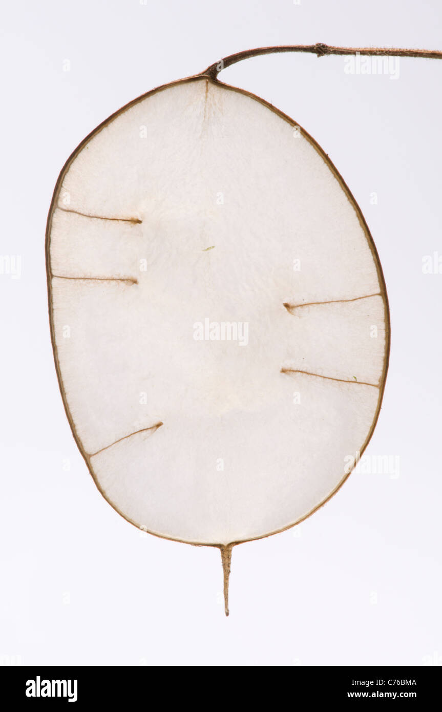 Money plant seed pod Stock Photo - Alamy